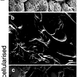 Structural integrity of decellularized muscle tissue.