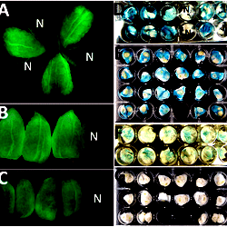 GFP fluorescence and GUS histochemical staining showing the expression ...