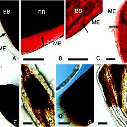 Formation (A-D) and degradation (E-H) of the peritrophic matrix (PM) in ...