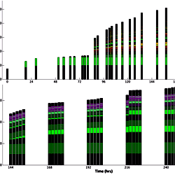 Volume dynamics of the root systems in Fig 2; maize at the top and rice ...