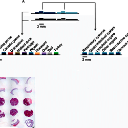 Development of avian tissue microarrays (TMA).