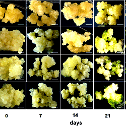 Morphological response of embryogenic callus during maturation treatment.