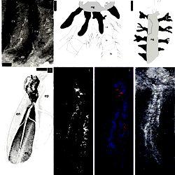 Comparative nature of the biramous trunk limbs in Surusicaris elegans ...