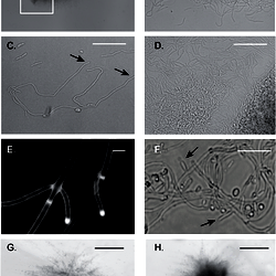 Spindle-shaped colonies reveal fungal tissue formation from embedded ...