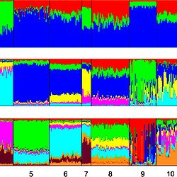 STRUCTURE bar plots.