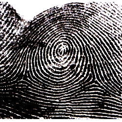 The three basic fingerprint patterns: from left to right- Loop, Whorl ...