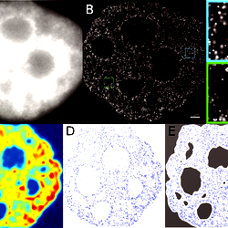 Localization Microscopy Images.