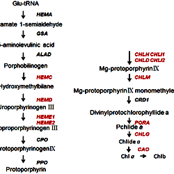 Assembled isotigs involved in the chlorophyll biosynthesis pathway ...