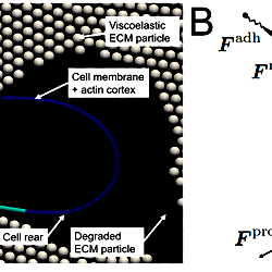 Cell migration model overview.