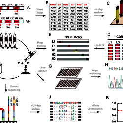 Overall scheme of the HuA21 affinity maturation process by phage display.