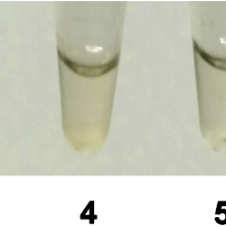 Pigment production in cell-free extracts.