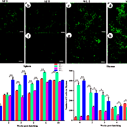 CD3+ cells in the spleen and thymus of SF and WL.