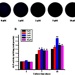 The ALP activity analysis.