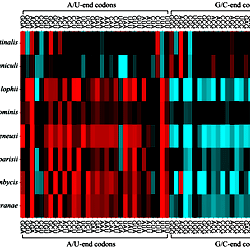 Heat map of RSCU values in microsporidian genomes.