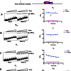 C enhances the isomerization of closed complex to promoter open complex.