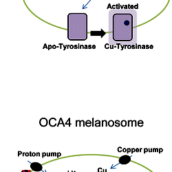 Schematic models of MATP function as a putative transporter in ...