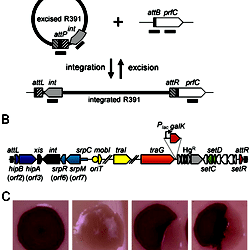 Genetic determinants of R391 stability.