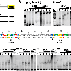 SrpR binds the centromere-like region srpC.