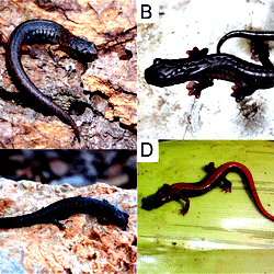 Photographs of the four species of Chiropterotriton examined in this study.
