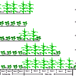 Schematic diagram of different treatments.