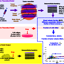 Strategy for model calibration and validation.