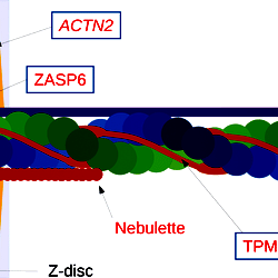 Cardiac specific splice isoforms.