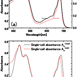 Comparison between single cell absorbance calculated from cell ...