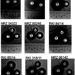 Inhibition zones of the antibiotics in disc diffusion test of selected ...