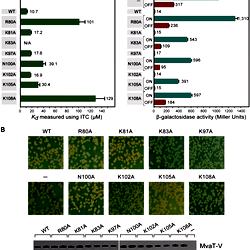 Characterization of MvaT mutants.