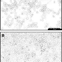 Cytopathic effect of feline panleukopenia virus on CRFK cells.