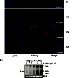 HBV infection of HepG2-NTCP12 cells with different viral inoculum size.