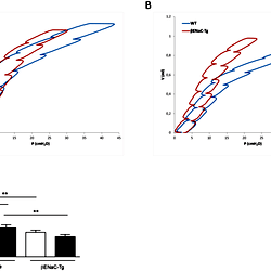Pressure-Volume loops of air- and CS-exposed mice.