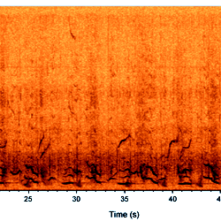 Spectrogram of Humpback whale vocalizations registered in the seaside ...
