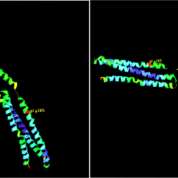 The protein structure model of APOA5 constructed by homology modeling.