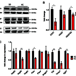 Western blot analysis of CD31, VEGF and VEGFR2.