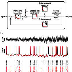 The GIF model accurately predicts both the subthreshold and the spiking ...