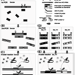 Schematic flow diagram representing a method of nested-PCR followed by ...