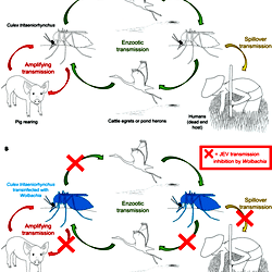 JEV transmission cycle and potential inhibition through the ...