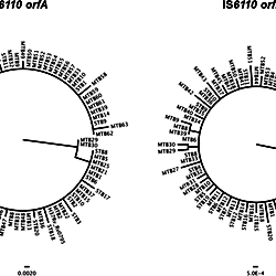 ML Phylogenetic trees showing the relationships of STB and MTB strains ...