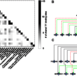 Transcription factor binding site analysis.