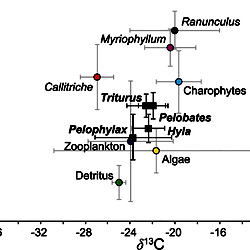 Stable isotope biplot of each amphibian species and sources of the ...