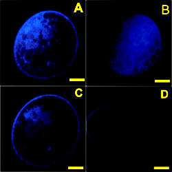 The electroporation was capable of delivering DAPI nuclear probe into ...