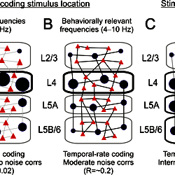 Summary diagram of the encoding schemes for the different stimulus ...