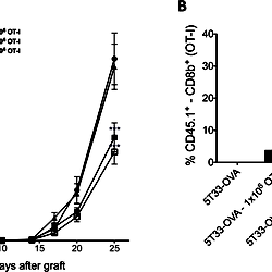Adoptive OT-I T cell transfer.