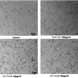 ES-2 cell morphology.