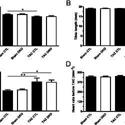 General characteristics of sham and TAC-operated mice.