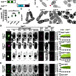 Structure-function dissection of Scd2 in positive feedback.