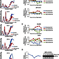 Polysome profiling reveals differences between the translational ...