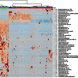 Heatmap showing samples (in columns) and the 50 most variable OTUs ...