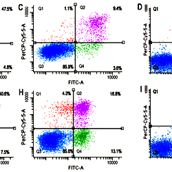 Cell death analysis through flow cytometry with annexin-V and PI ...